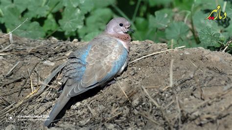 تصاویر پرواز را به خاطر بسپار محمد اسدی وبگاه فرهنگی، اجتماعی و
