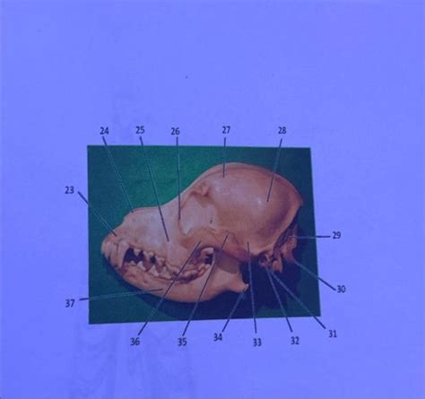 solved identify the following structures
