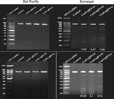 Crispr Cas9 Mediated Cleavage At Birc5 Locus In Aml Cells Left Pcr