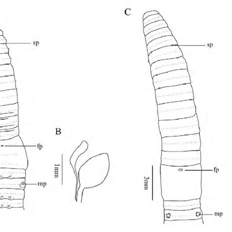 Amynthas Stricosus And Amynthas Fuscus Spp Nov A Ventral View Download Scientific Diagram