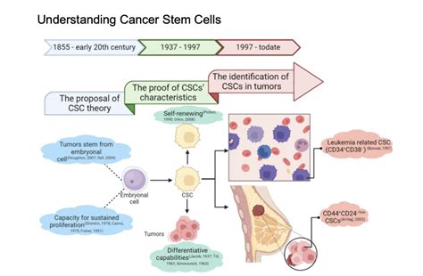 The Future Of Stem Cell Therapy In Cancer Treatment Tamara Like Camera