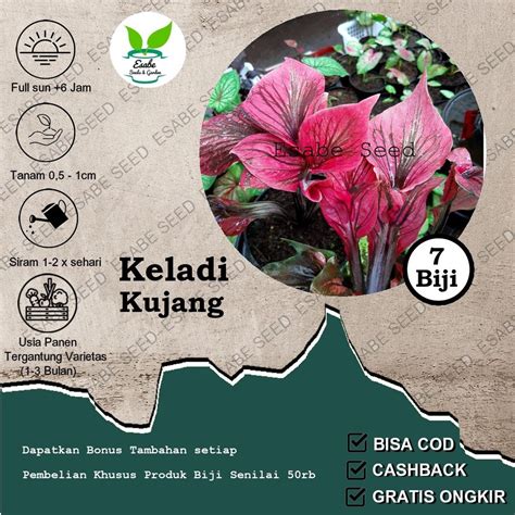 Jual Benih Biji Caladium Kujang Keladi Shopee Indonesia