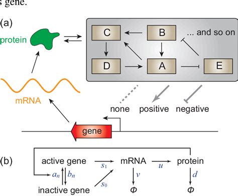 Models Of Stochastic Gene Expression With The Mrna Kinetics A Gene