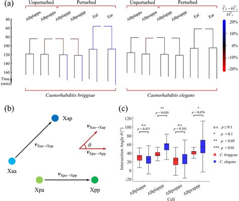 asynchrony of division between sister cells and its accompanying download scientific diagram