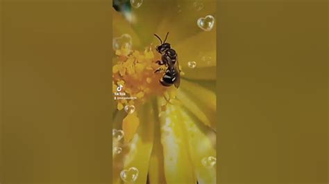 ছোট ভাই আসিফ এর কন্ঠের গান। এখানে অনেক রকমের ফুল গাছ পাওয়া যায় Youtube