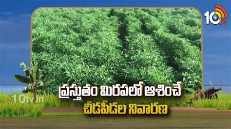 Prevention Of Pests In Chilli ప్రస్తుతం మిరపలో ఆశించే చీడపీడల నివారణ