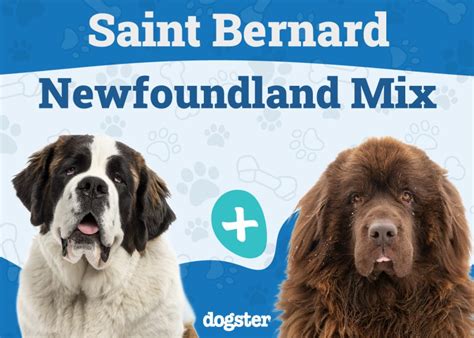 Labernard St Bernard Lab Mixed Dog Breed Info Pictures Care And More