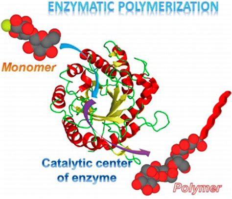 酶作为绿色催化剂，用于精密大分子合成chemical Reviews X Mol