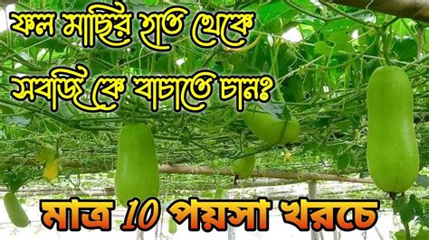 How To Save Fruit From Fruit Flys ফল মাছির হাত থেকে আপনার সবজি ও ফলকে বাঁচানোর সহজ উপায়। Youtube