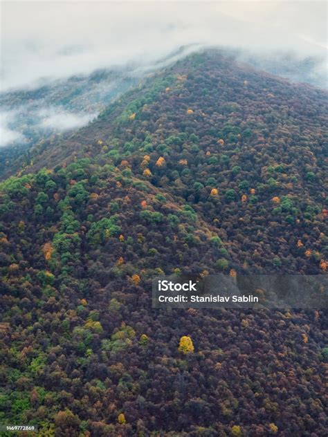안개 낀 숲이 우거진 산 낮은 구름 속에서 이른 아침에 숲 산을 볼 수 있는 언덕에 산과 침엽수가 있는 부드러운 가을 풍경 안개 속의 노란색 경사면 0명에 대한 스톡 사진