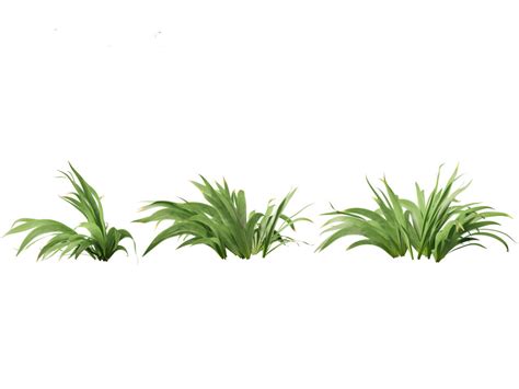 Iris Tectorum Roof Iris 3d Model Download Flowers On