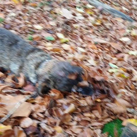 Lu Decomposition Method Calculator Math Preparation