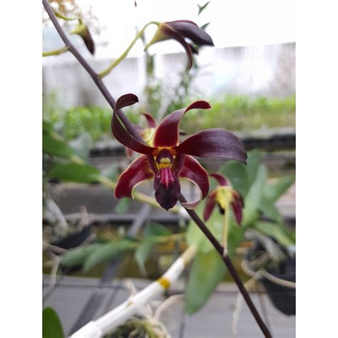 Jual Anggrek Dendrobium Tiger Twist Remaja Shopee Indonesia