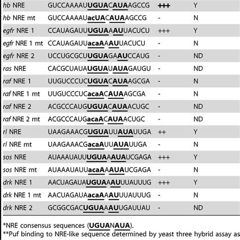 Pum Binding And Repression Of Nre Like Sequences Of Egfr And Its