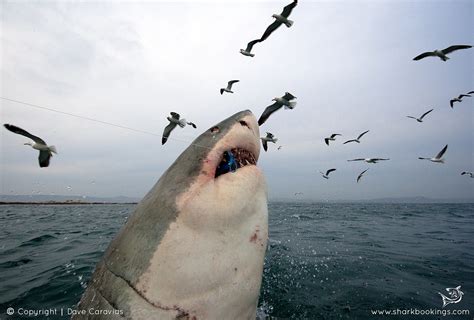 Great White Shark Breaching Hd