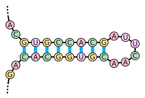 Rosalind Glossary Hairpin Loop