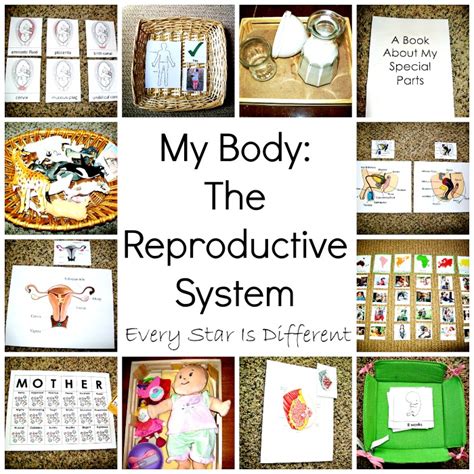 Reproductive System Projects