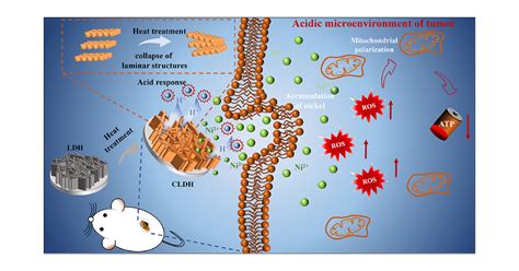 Selective Tumor Inhibition Effect Of Drug Free Layered Double Hydroxide