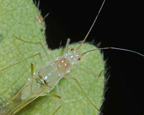 Aphids On Maple And Sycamore Identification Images Ecology And Control