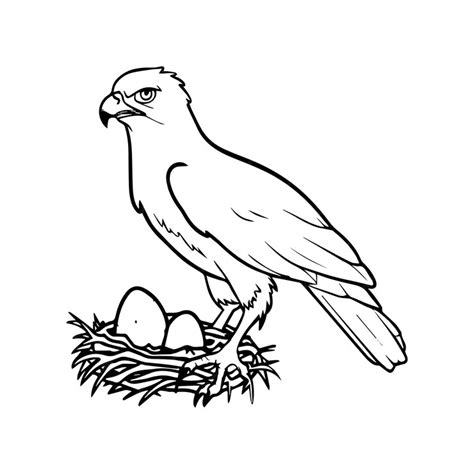 Premium Vector Hawk Coloring Pages Hawk Bird Outline Vector For