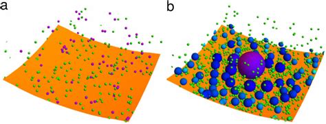 Physics Of Cell Aggregation Simulations Of Cellular Aggregation Of