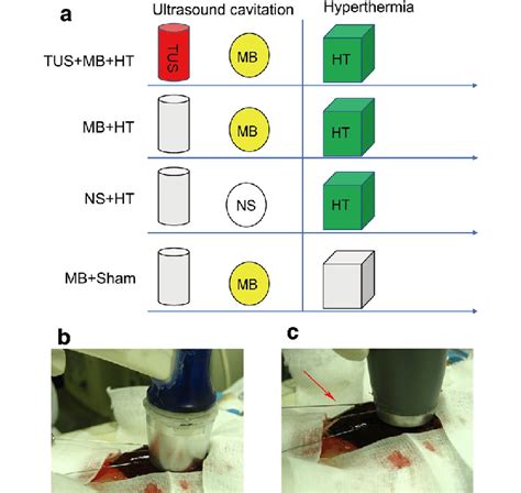 Experimental Protocols And Key Procedures A Schematic Representation