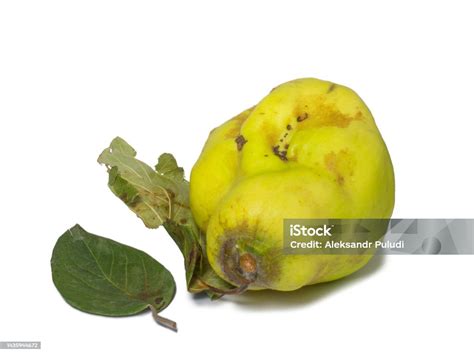 흰색 바탕에 마르 멜로입니다 비정상적으로 모양의 과일 못생긴 마르 멜로 과일은 전단지로 분리됩니다 고르지 않은 모양 건강한 식단 잼 성분 나무에서 수확 0명에 대한 스톡