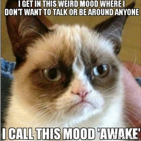 New Grumpy Kitty Quotes Quotesgram