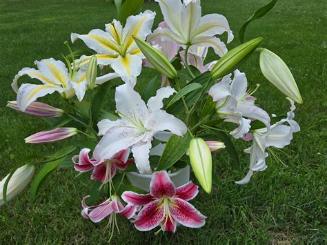 Oriental Lilies For Sale Long Valley Nj Patch