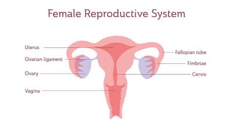 Menstrual Cups Cervix Height Everything You Need To Know