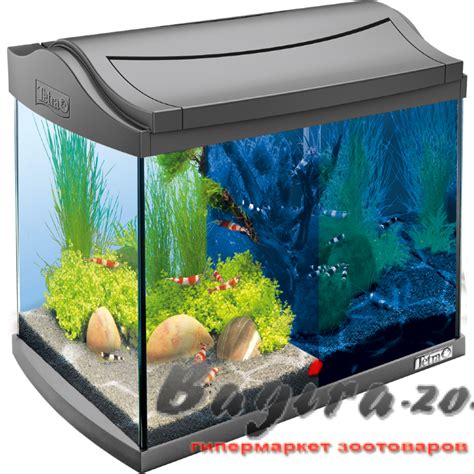 Купить Аквариум Tetra AquaArt Discover Line Shrimps, 20 л, антрацит, 39 ...