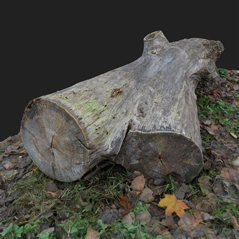 Tree Trunk 004 Hdri Skies