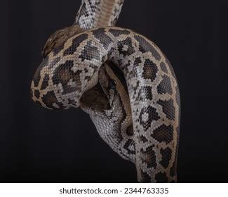 Python Eating On Wood Phyton Bivittatus Stock Photo 2344763335 Shutterstock