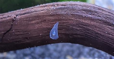 The Mystery Snail Blob Album On Imgur