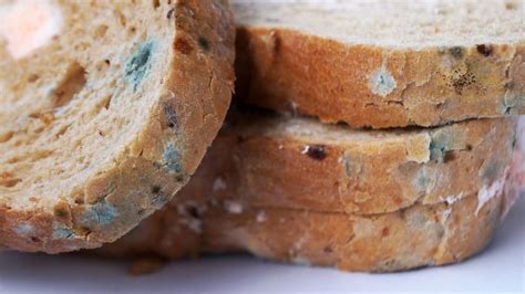 What Does Mold On Bread Look Like 3 Dangerous Mold Strains
