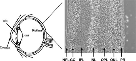 Schematic View Of The Human Neurosensory Retina The Mammalian Retina