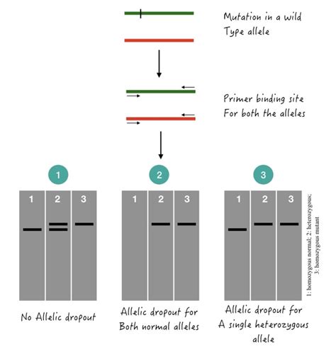 Pcr Troubleshooting 102 How To Address The Allelic Dropout Genetic