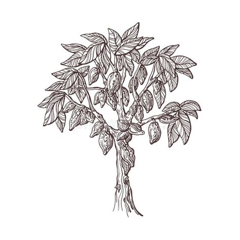 Cocoa Tree Stock Illustrations 5789 Cocoa Tree Stock Illustrations Cocoa Tree Stock Illustrations 5789 Cocoa Tree Stock Illustrations
