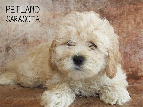 Cockapoo 2nd Generation Puppy Red Id25074 Located At Petland Sarasota