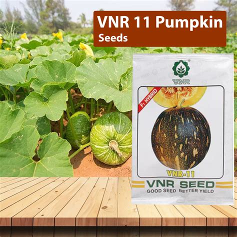 Vnr 11 Pumpkin 50 Gm Agriplex