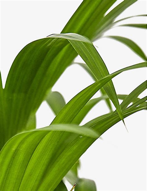 Patch Plants Indoor Plants Selfridges