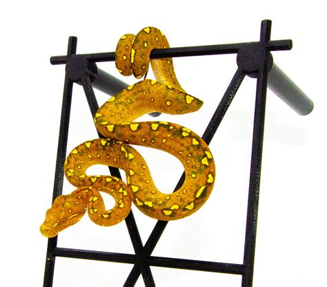 Biak Green Tree Python Orange Juvenile For Sale American Reptile