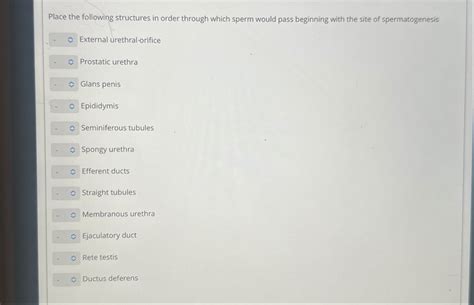 Place the following structures in order through which | Chegg.com