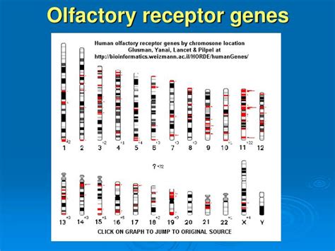 Ppt Discoveries Of Odorant Receptors And The Organization Of The
