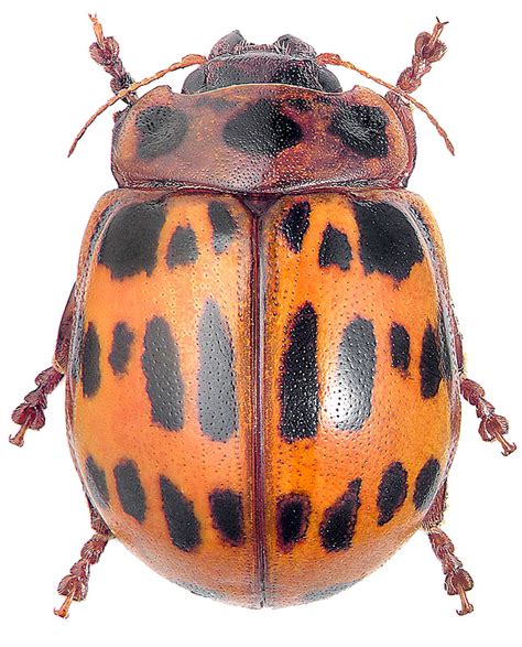 Листоед Paropsides soriculatus (Chrysomelidae) - фото М.Э. Смирнова