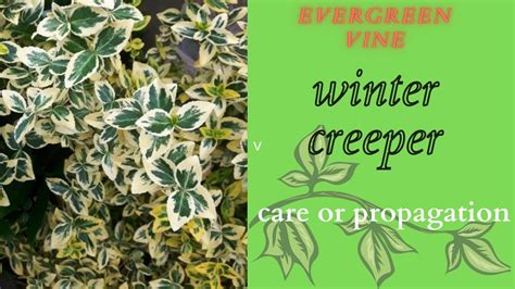 Winter Creeper Vine Care And Propagation Wintercreeper