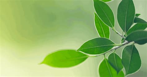 Cicada Netting How To Protect Trees From Cicadas Davey Tree