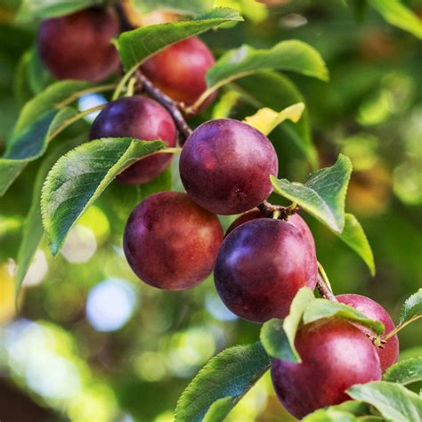 Santa Rosa Plum Trees For Sale