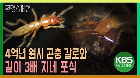 몸길이 3배 긴 지네 잡아먹는 4억년 원시곤충 갈로와 [환경스페셜 화석곤충 갈로와 4억년 생존의 비밀] Kbs 19991103 방송 Youtube