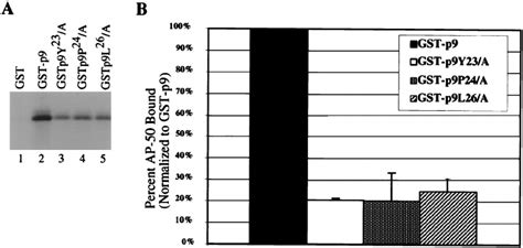 Analysis Of Ap 50 Binding By Eiav Late Assembly Domain Wild Type And